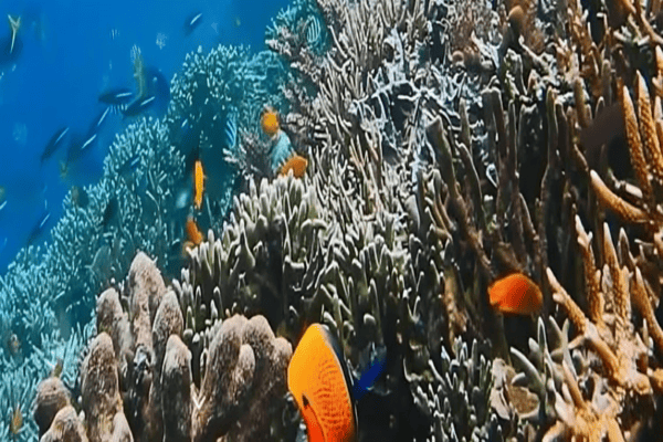 🌊 Global Coral Bleaching Crisis 2025: 84% Reefs Affected